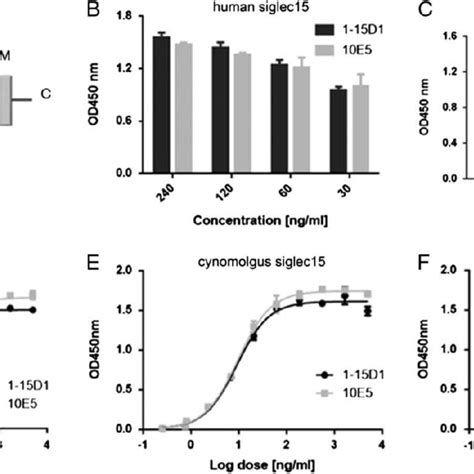 Characterization And Cross Reactivity Of Anti Siglec 15 Monoclonal