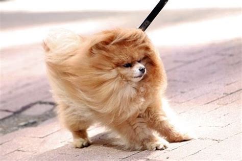 캡틴프록 On Twitter 바람부는 날 뽀메라는 장르가 있다는 걸 알고 계십니까 여러분