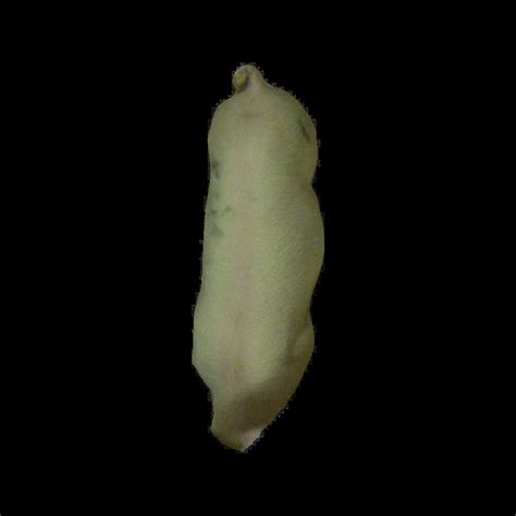 Pig Eartag Instance Instance Segmentation Dataset By Mealworms