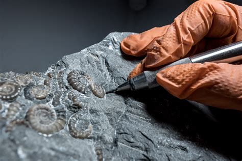 Salvaging Fossils On The Jurassic Coast Hakai Magazine