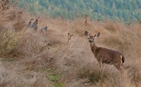 Thanksgiving In Humboldt County California Land Of Plenty