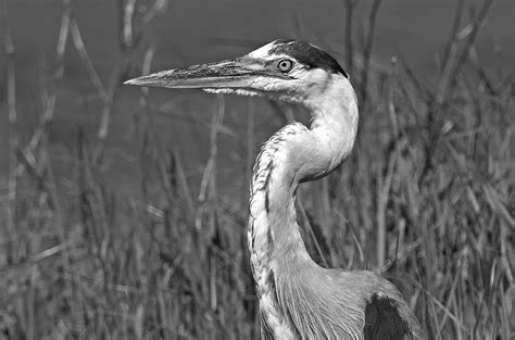 Riparian Buffer NatureWorksPark