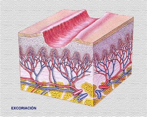 Aprendiendo Estética La Piel Y Sus Patologías