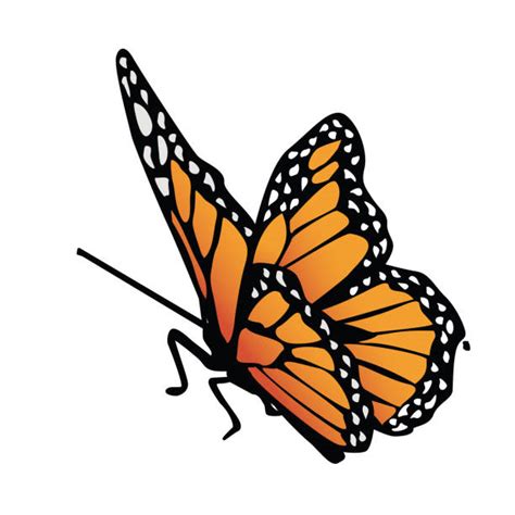 170 Orange And Black Butterfly Clip Art Illustrations Royalty Free