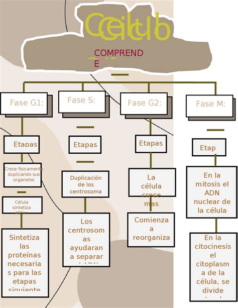 Ciclo Celular Mapa Conceptual Tados Eroppa