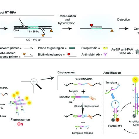 Isothermal Amplification Methods For Sars Cov 2 Download Scientific