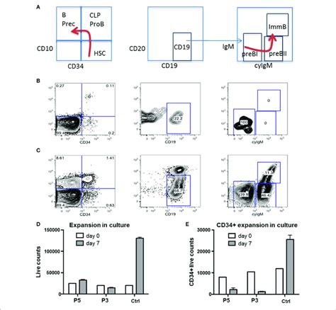 Impaired Proliferative Capacity Of B Cell Progenitors In Vivo And