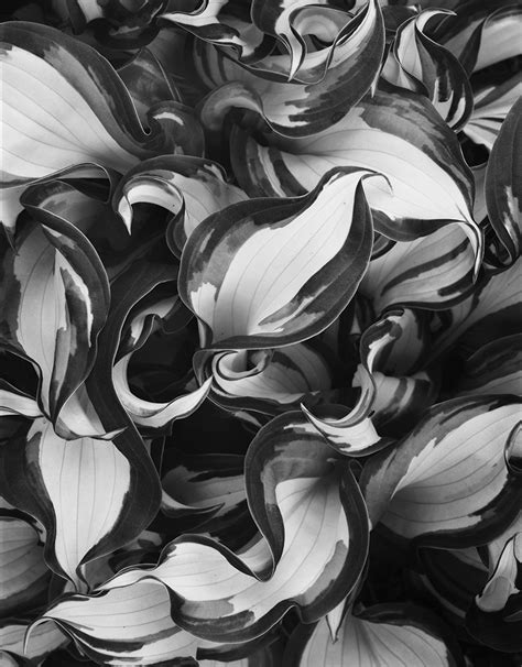 Hostas Eventeny