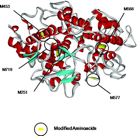 Three Dimensional 3d Model Of Mpo 3d Model Of Mpo Based On Its