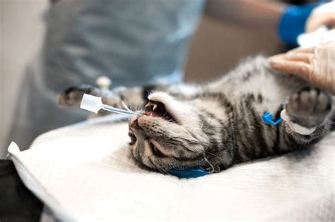 Cat Anesthesia How It Works Costs And Side Effects