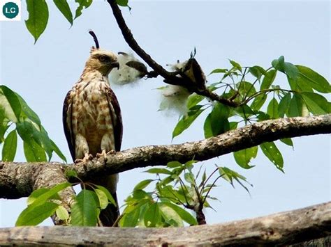 ☎️ Wonderbirdspecies 🌷🌷 Jerdons Baza Aviceda Jerdoni Southeast