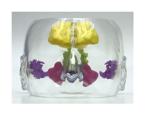 Sinus Model Aandp I Quiz