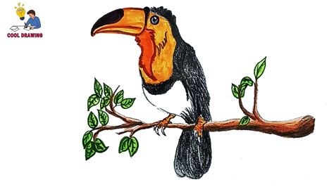 Toucan Drawing Step By Step
