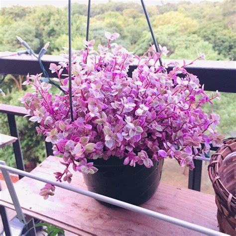 This Item Is Unavailable Etsy Easy Care Indoor Plants Exotic