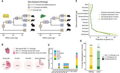 Sex Biased Gene Expression Across Mammalian Organ Development And