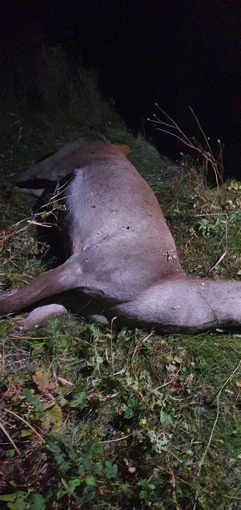Foto La Călărași A Fost Găsit Cadavrul Unui Cerb Nobil Avea între 3 și