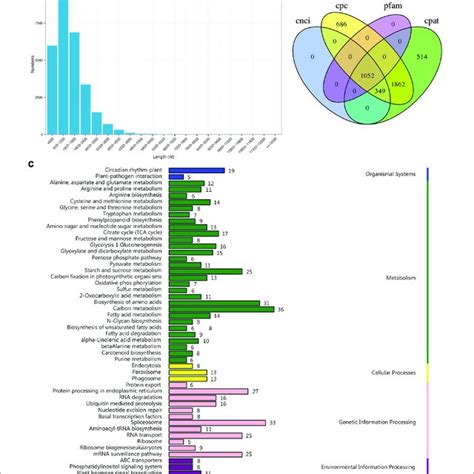 Prediction Of Coding Sequences Cdss Long Non Coding Rnas Lncrnas