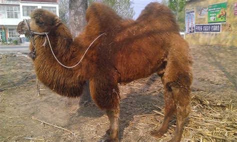 骆驼 360百科