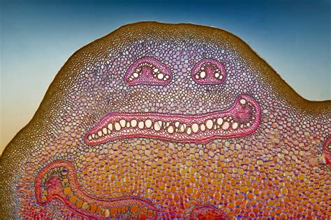 Transverse Section Of Rachis Stem Of Bracken Fern Nikon Small World