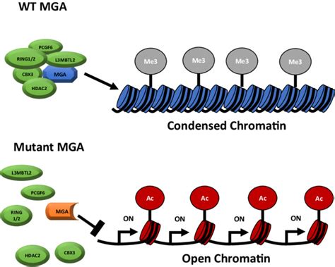 functional characterization of cooperating mga mutations in runx1