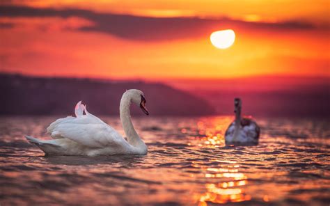 배경 화면 하얀 백조 호수 일몰 1920x1200 그림 이미지