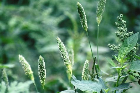 Premium Photo Timothy Grasss In Green Backgrround