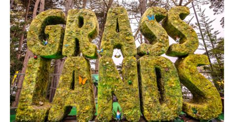 Grasslands Outside Lands 2024 The Cannabis Oasis