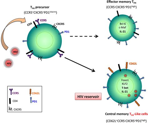 Celulas T Auxiliares Hiv Virus Vih Y Células T Medlineplus