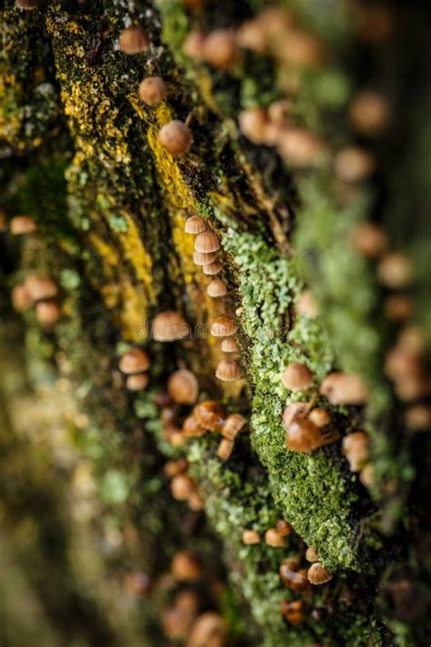 Lots Of Small Mushrooms On A Tree Bark And With Green Moss Nearby Stock Image Image Of Healthy