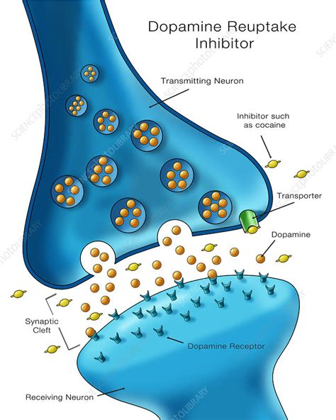 Dopamine Reuptake Inhibitor Illustration Stock Image C0277564