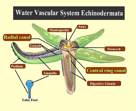 What Are The Parts Of The Water Vascular System Design Talk