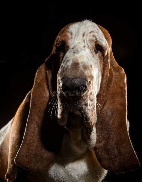 Artesian Norman Basset Or Basset Artesian Normand Stock Illustration