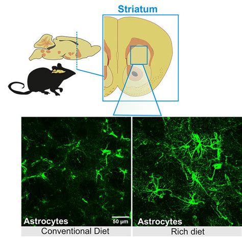Obesity The Unexpected Role Of Astrocytes News Myscience News News 2025