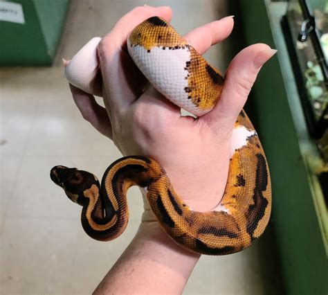 Python Regius Ball Python Medium White Pied Male Pyt