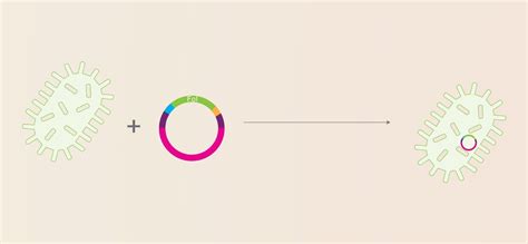 Puc19 Plasmid Goldbio