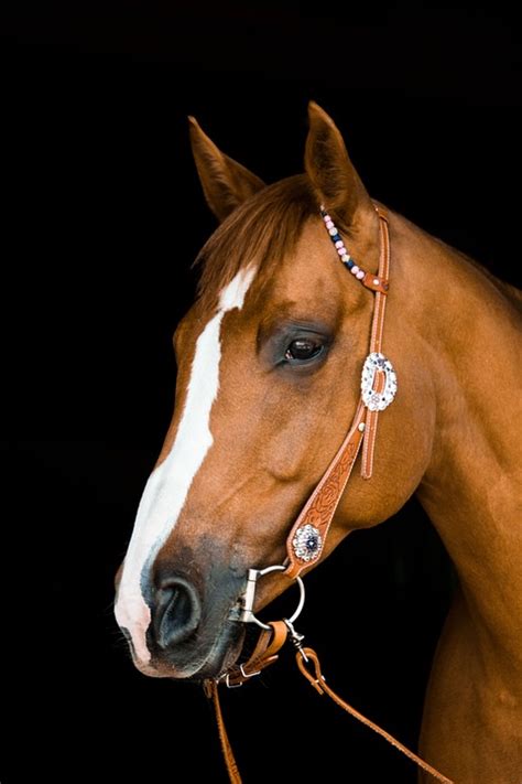 Quarter Horse Western Film Free Photo On Pixabay Pixabay