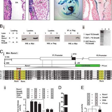 Integration Of Runx1 And The Bmp Signaling Pathway Into The Scl Download Scientific Diagram
