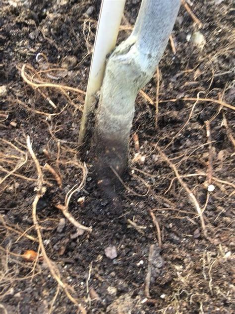 Kevin Bronson On Linkedin Ornamental Tree Declining What Is Happening Here This Is A Red Bud Kevin Bronson On Linkedin Ornamental Tree Declining What Is Happening Here This Is A Red Bud