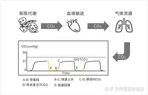 从呼吸中洞察健康：呼气末二氧化碳的重要性 知乎