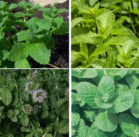 Мята – посадка и уход в открытом грунте, размножение, виды