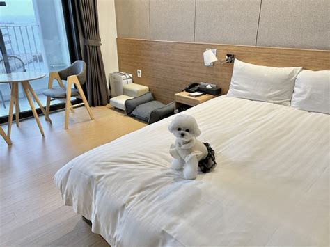 여수 겨울여행 애견동반 호텔 유탑마리나 호텔 펫객실 멍캉스패키지 조식 뷔페 네이버 블로그