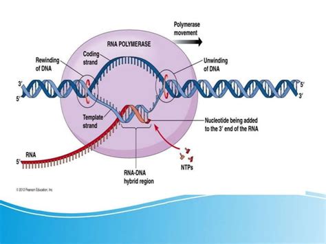 Transcripti Onpptx Programming Languages Computing
