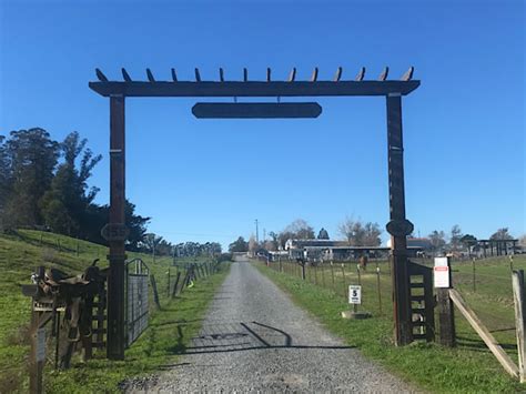 Meet A Giant Furry Cow And A Zonkey At American Made Miniatures Farm