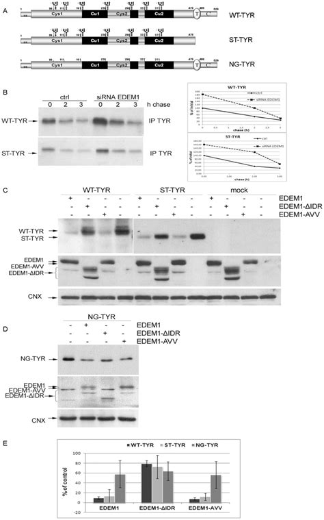 A Schematic Representation Of Tyrosinase Mutants The Glycans Are Download Scientific Diagram