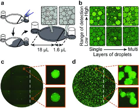 Dual Height Imaging Chamber For Increased Dynamical Range A The Download Scientific Diagram