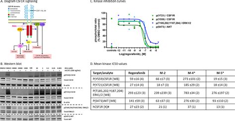 Reg Inhibits Csf1 Csf1r Signaling In Macrophages In Vitro A Schematic Download Scientific