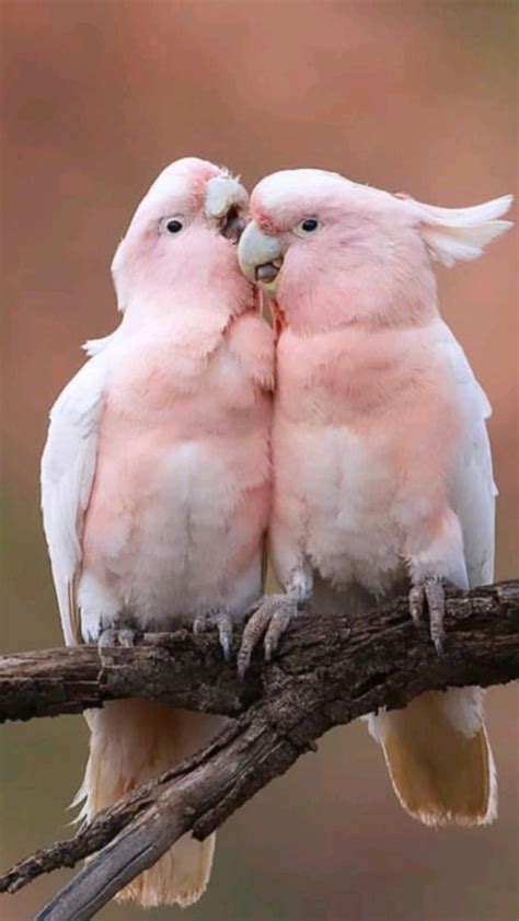 Parrot Bird Cute Nature Beauty Two Pink Cockatoos Pink