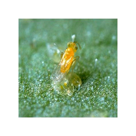 Ercal 3000 Eretmocerurs Eremicus Growmania Es