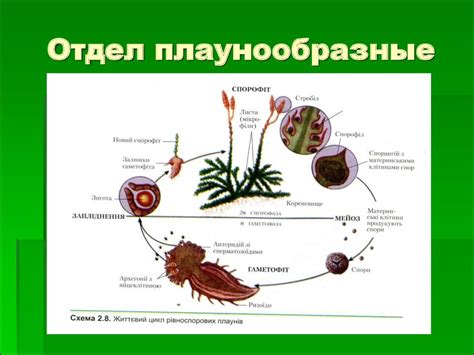Циклы развития высших споровых и семенных растений Online Presentation