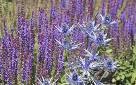 Someone Told Me What These Spiky Blue Plants Are But I Forgot